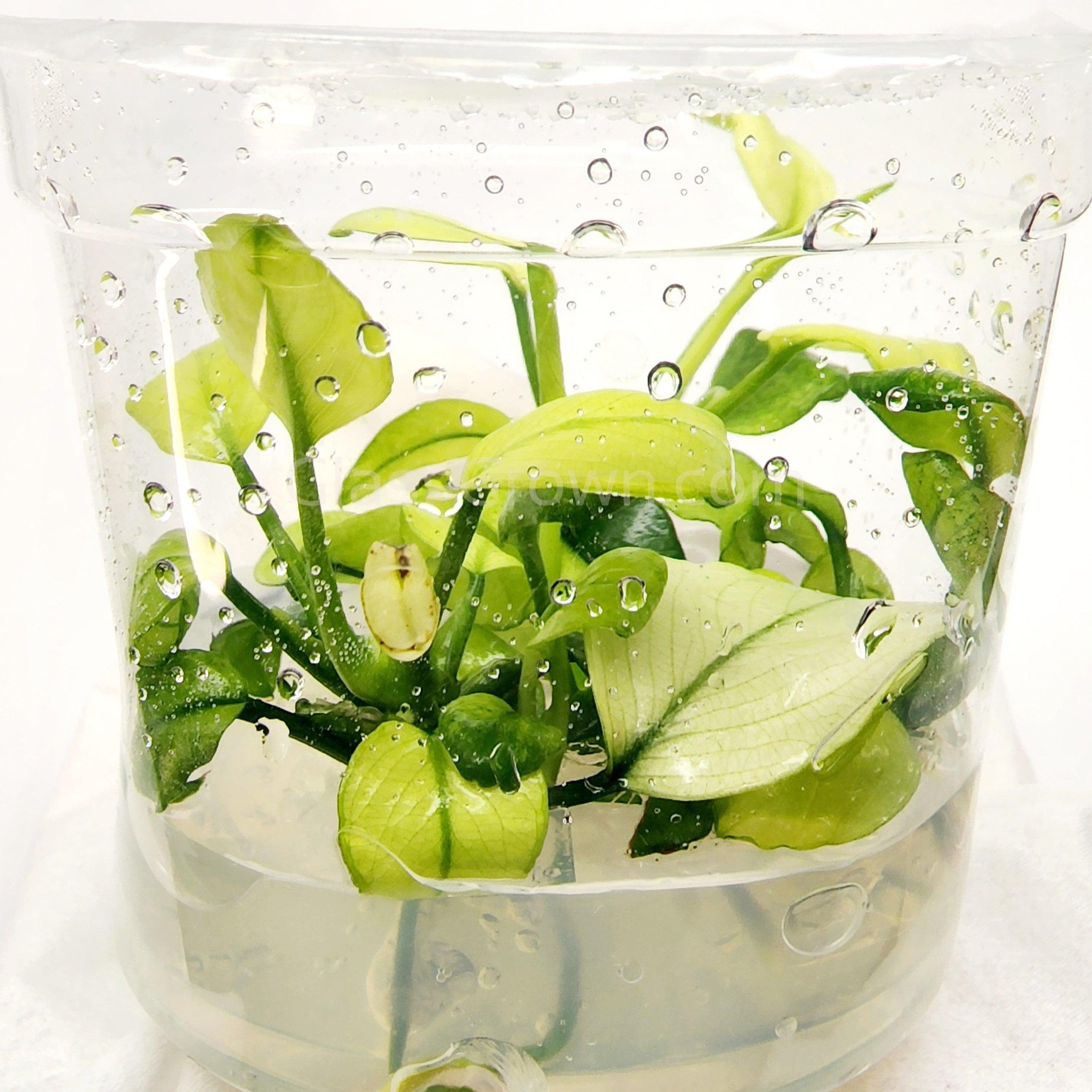 Tissue Culture Anubias Pinto – Glass Grown Aquatics