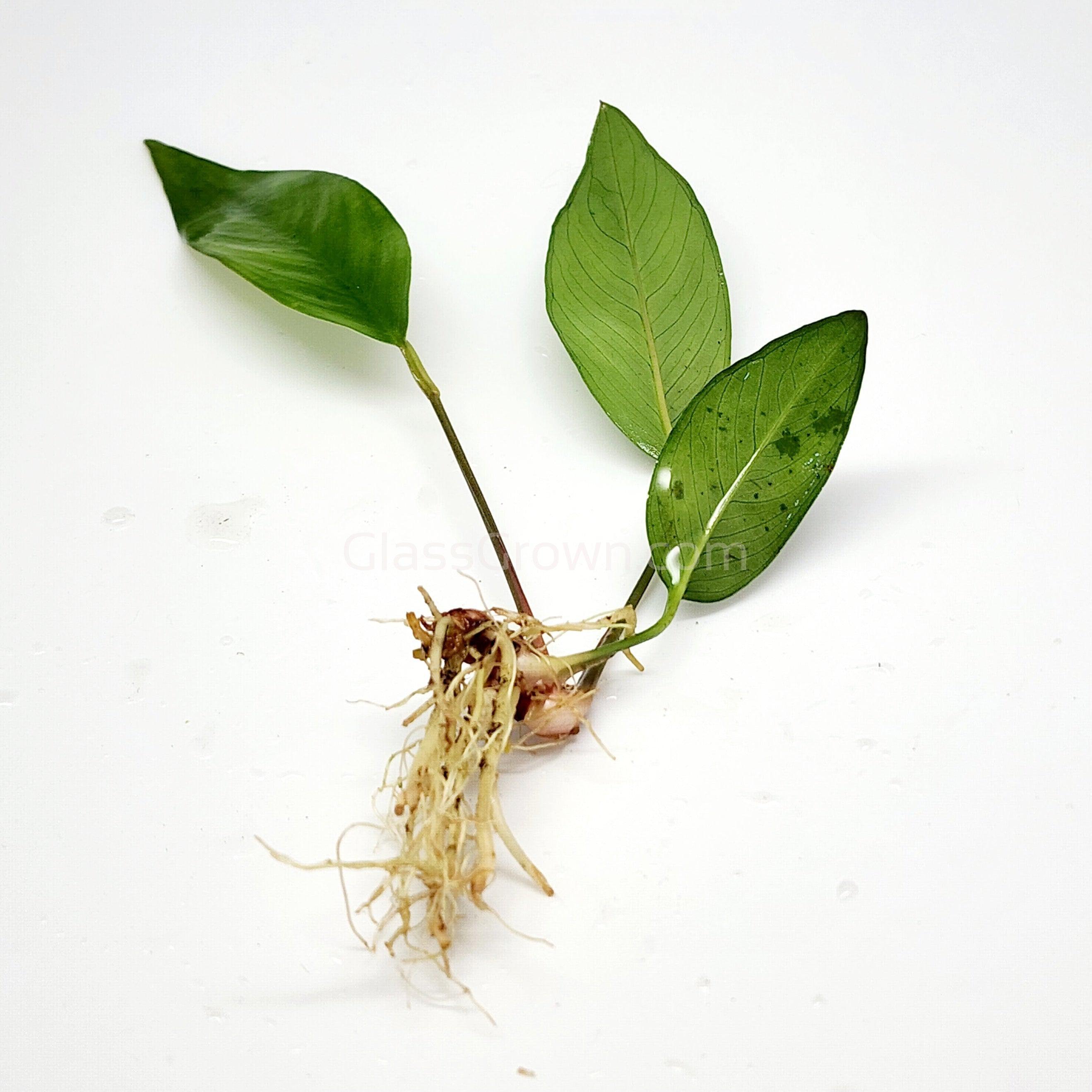 Anubias Frazeri – Low Light Aquarium Plant | Glass Grown Aquatics