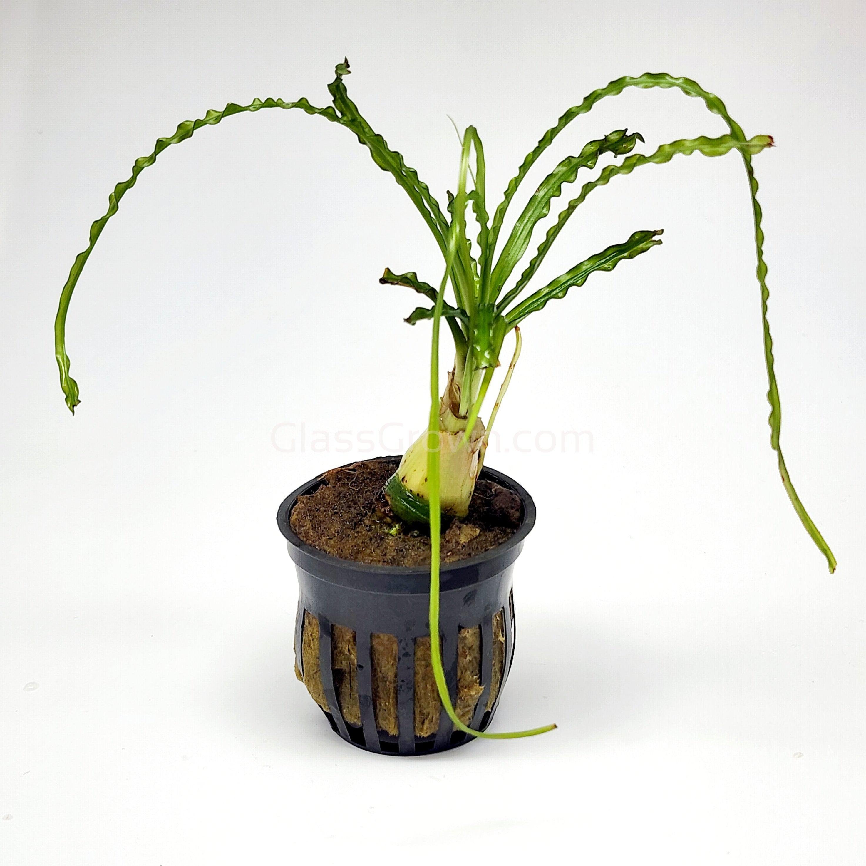 Potted Crinum Calamistratum – Glass Grown Aquatics