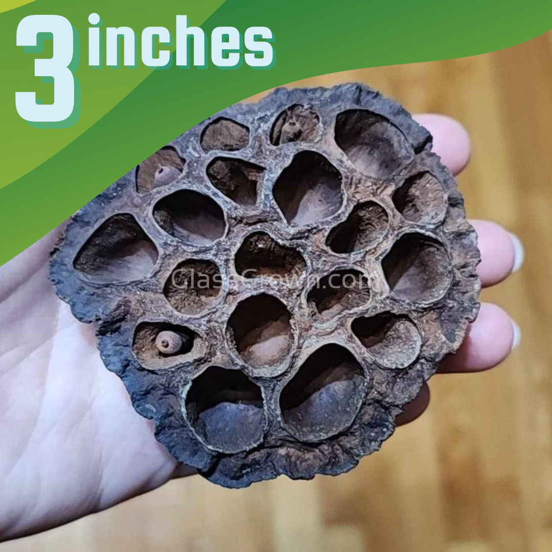 Dried Lotus Pods 3 Pack – Glass Grown Aquatics