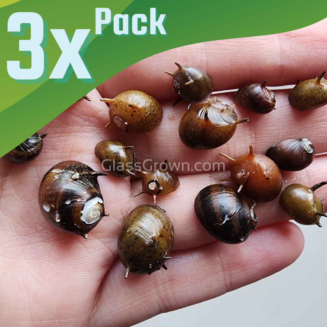 Three-Color Horned Nerite Snail 3 Pack – Glass Grown Aquatics