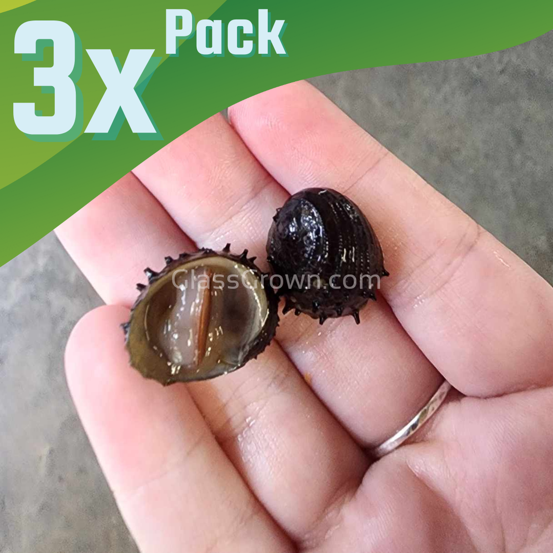 Sea Mine (King Koopa or Durian) Nerite Snail 3 Pack – Glass Grown Aquatics