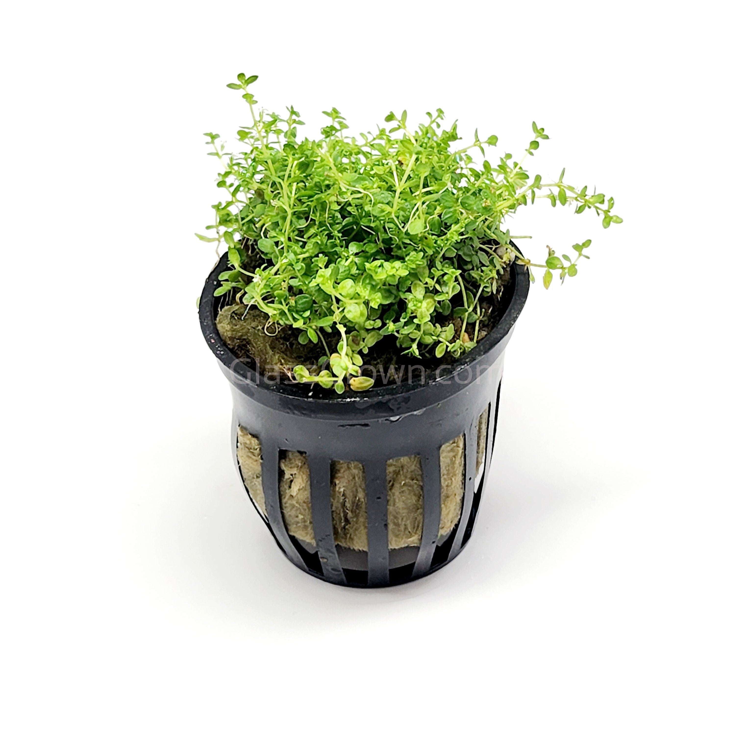 Dwarf Baby Tears 3-10 Pots – Glass Grown Aquatics