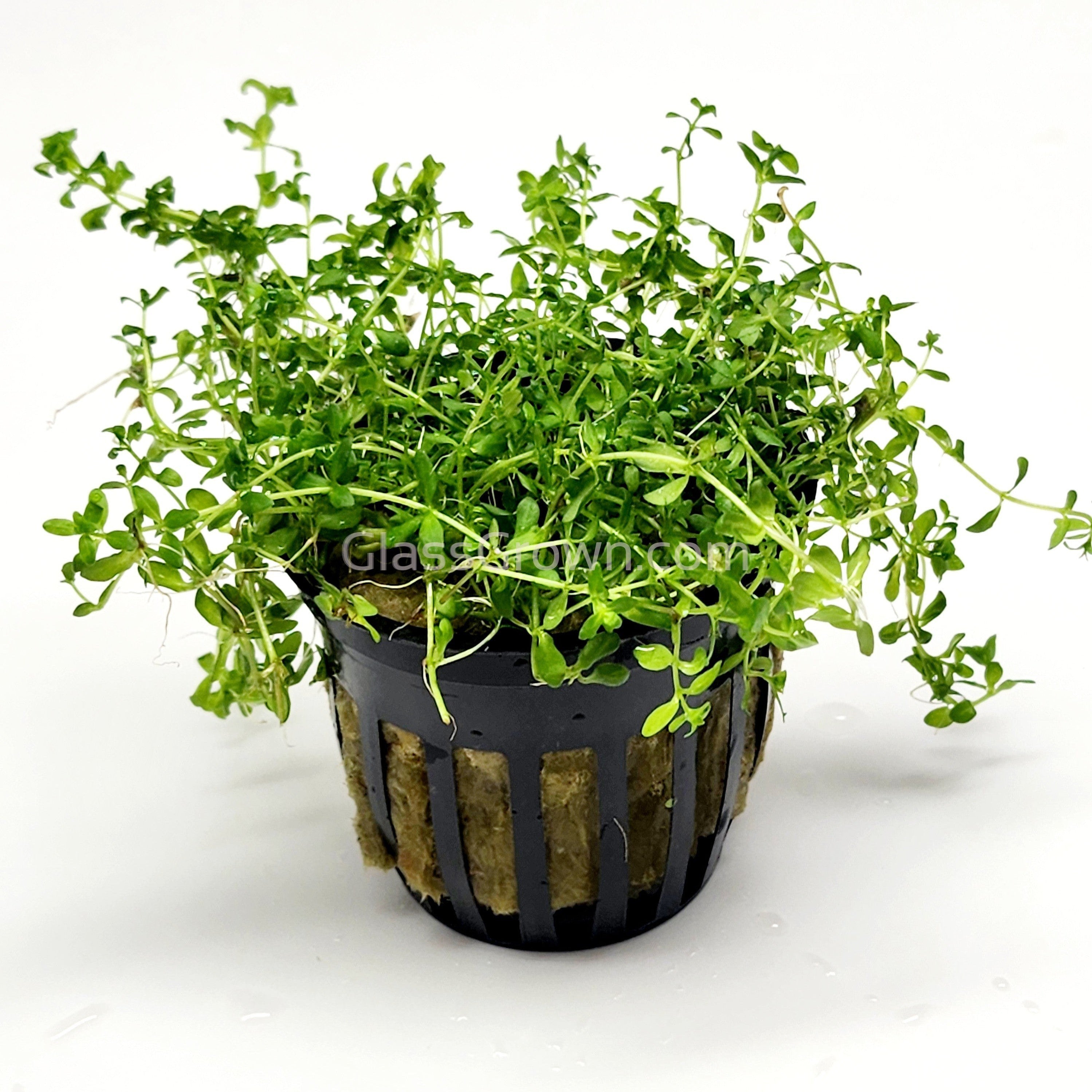 Potted Pearlweed - Fast Growing Carpeting Plant for Aquariums – Glass ...