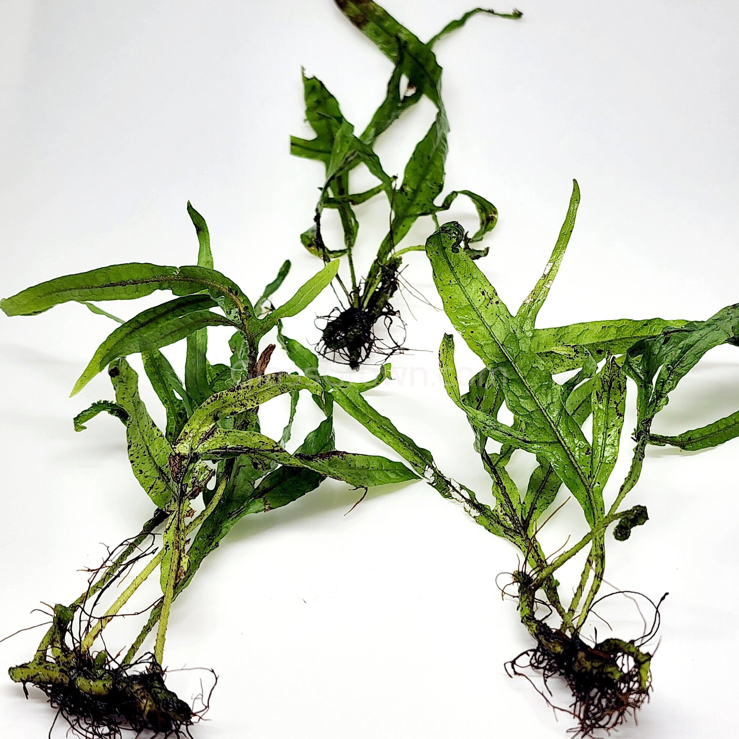 Java Fern Trident – Glass Grown Aquatics