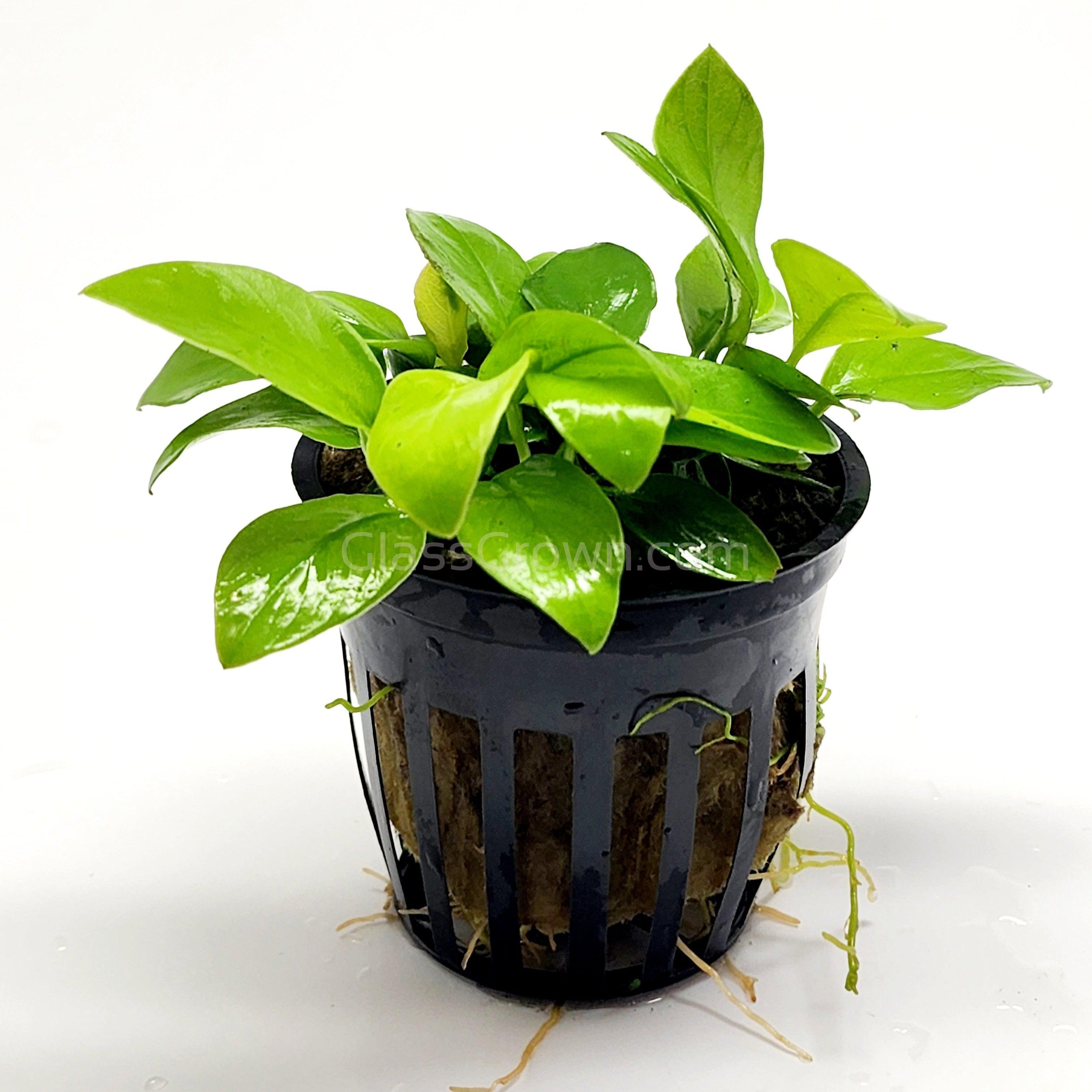 Potted Anubias Nana Gold – Glass Grown Aquatics