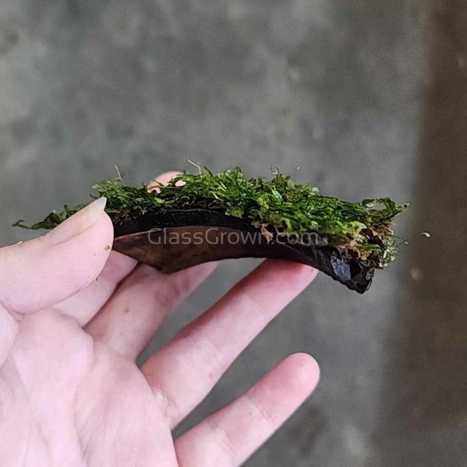Java Moss Coconut Mats – Glass Grown Aquatics