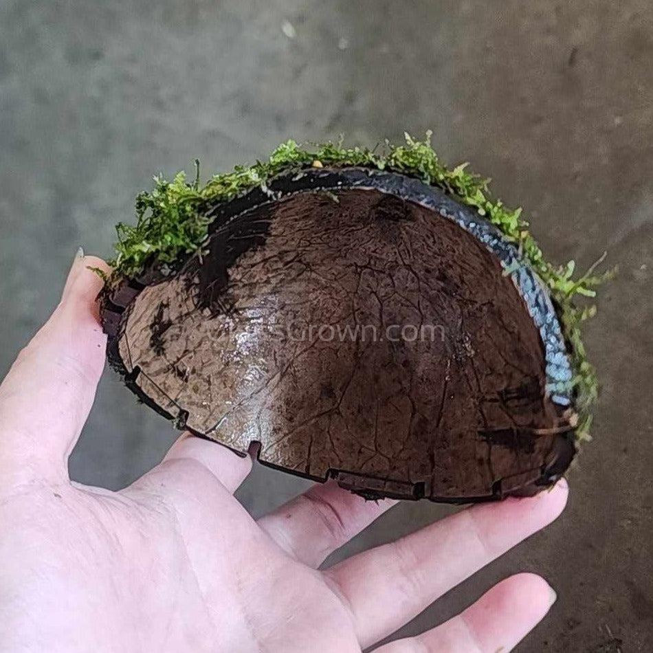Java Moss Coconut Cave – Glass Grown Aquatics