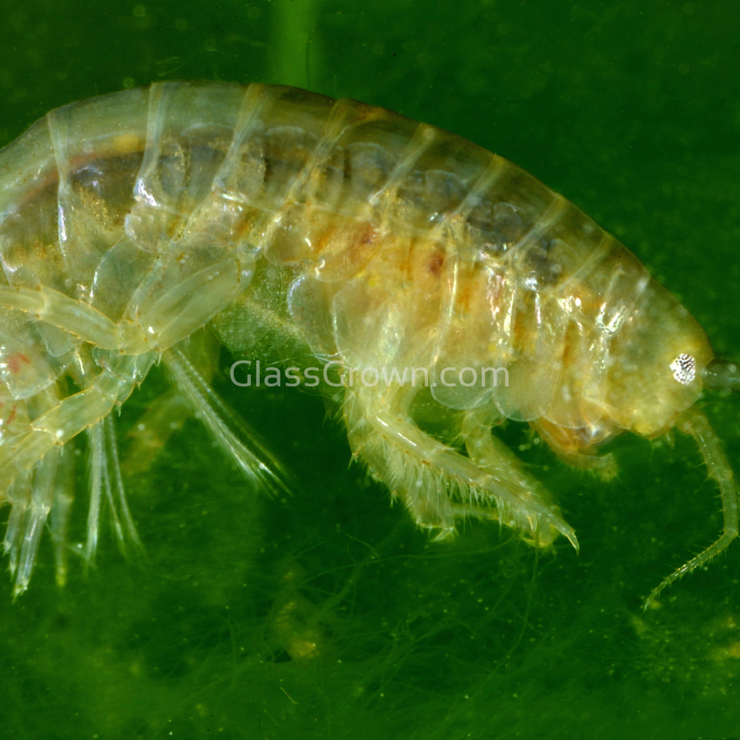 Live Scuds 50 Pack (Freshwater Amphipod) – Glass Grown Aquatics