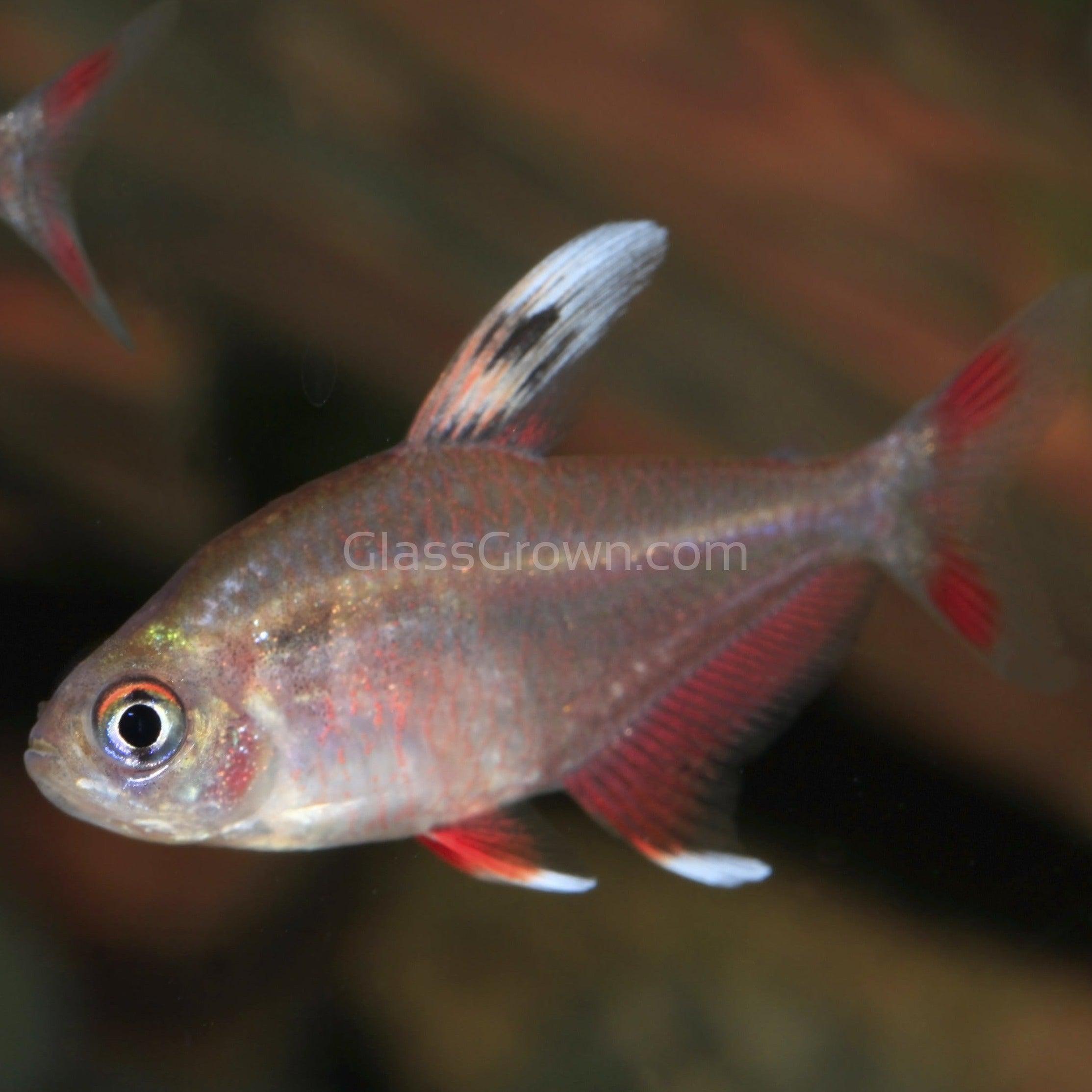 White Fin Pink Jewel Tetras 6 Pack – Glass Grown Aquatics