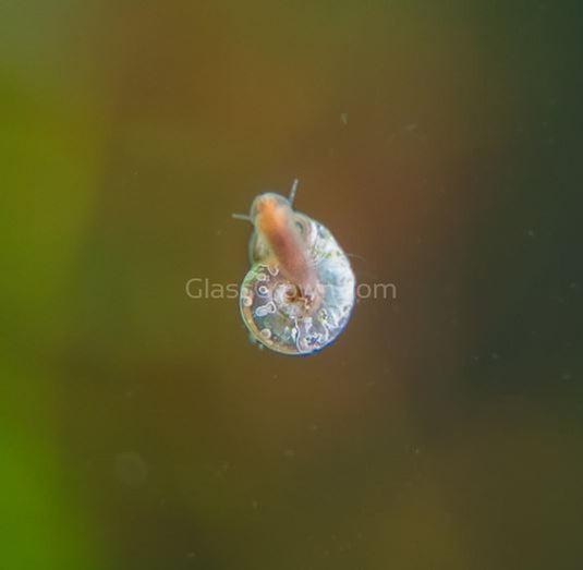 10+ Mini Flat Ramshorn Snails – Glass Grown Aquatics