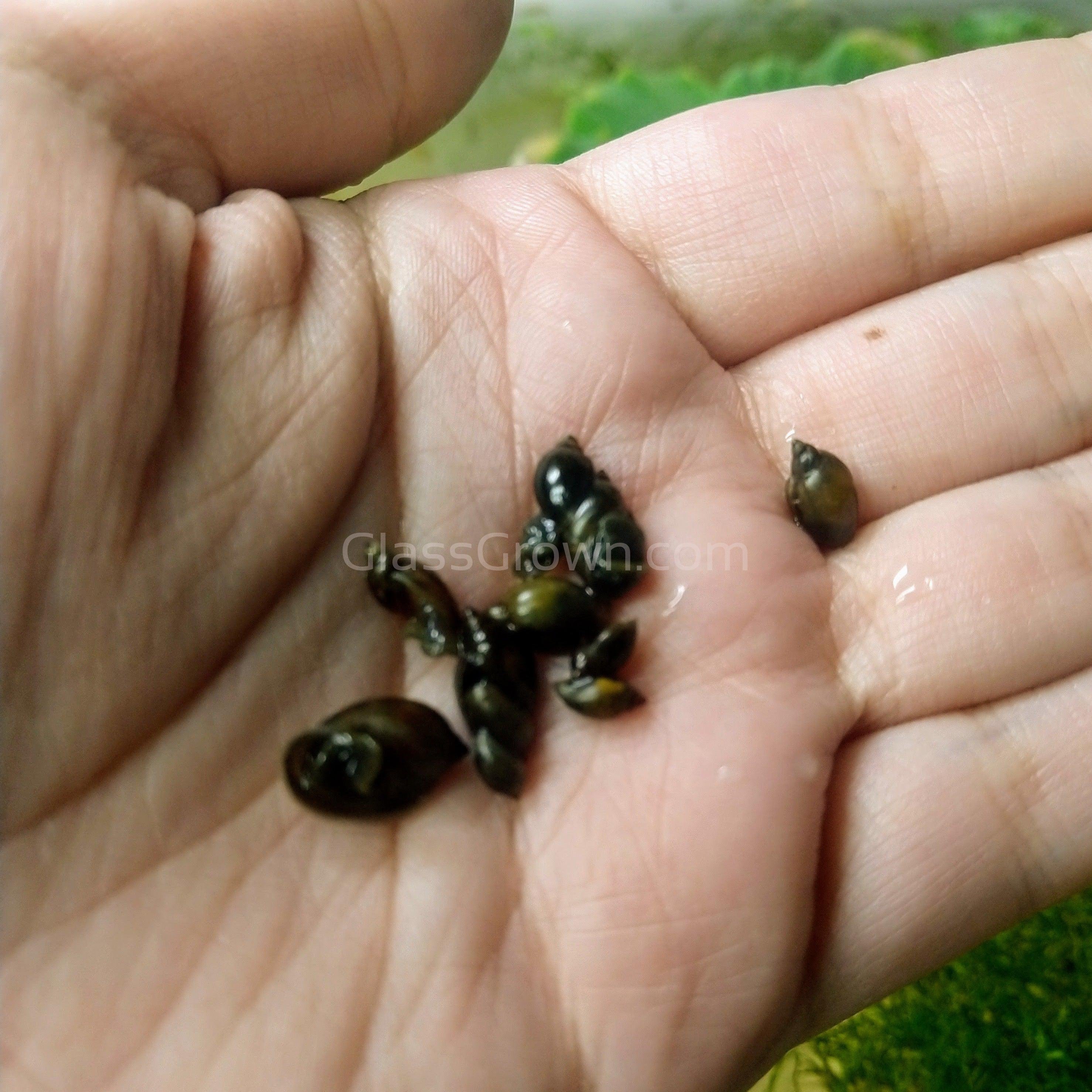 Feeder Snails 100+ Pack – Glass Grown Aquatics