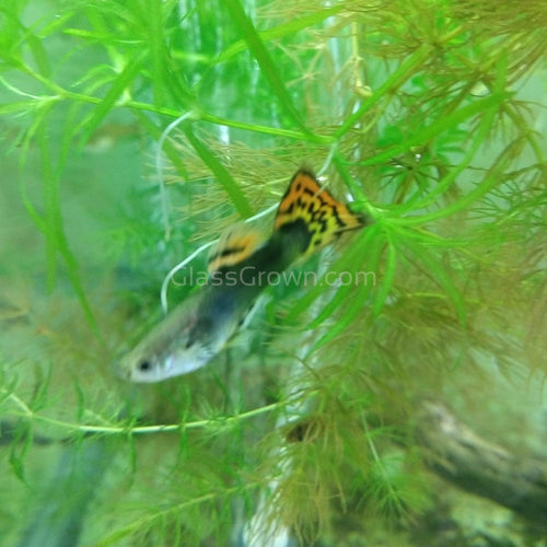 Red Dragon Mosaic Guppies – Glass Grown Aquatics