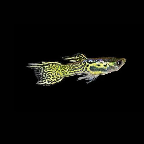 Endlers – Glass Grown Aquatics