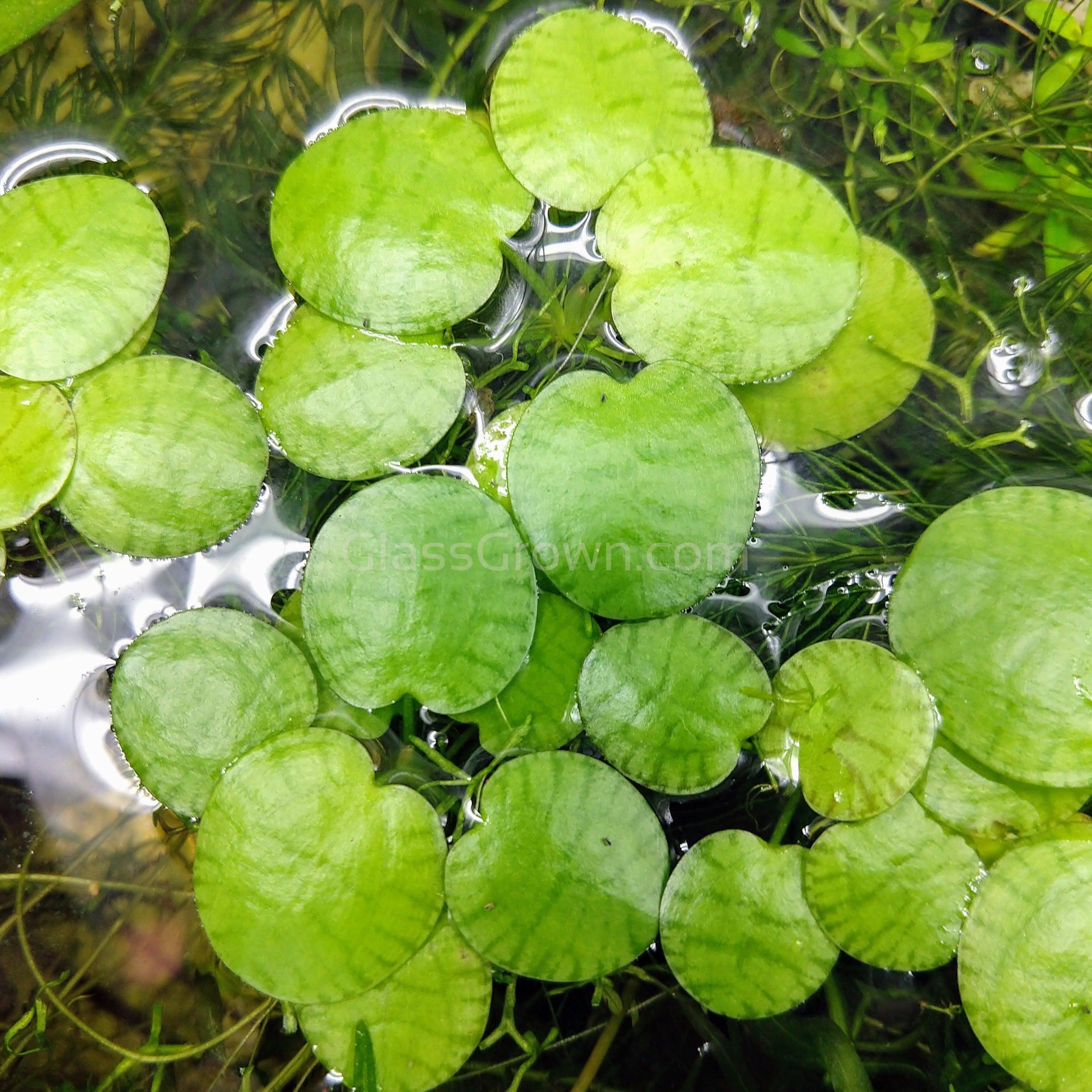 Frogbit