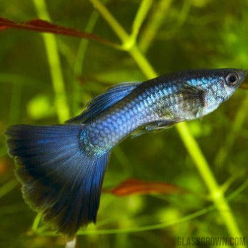 Blue Moscow Guppies – Glass Grown Aquatics