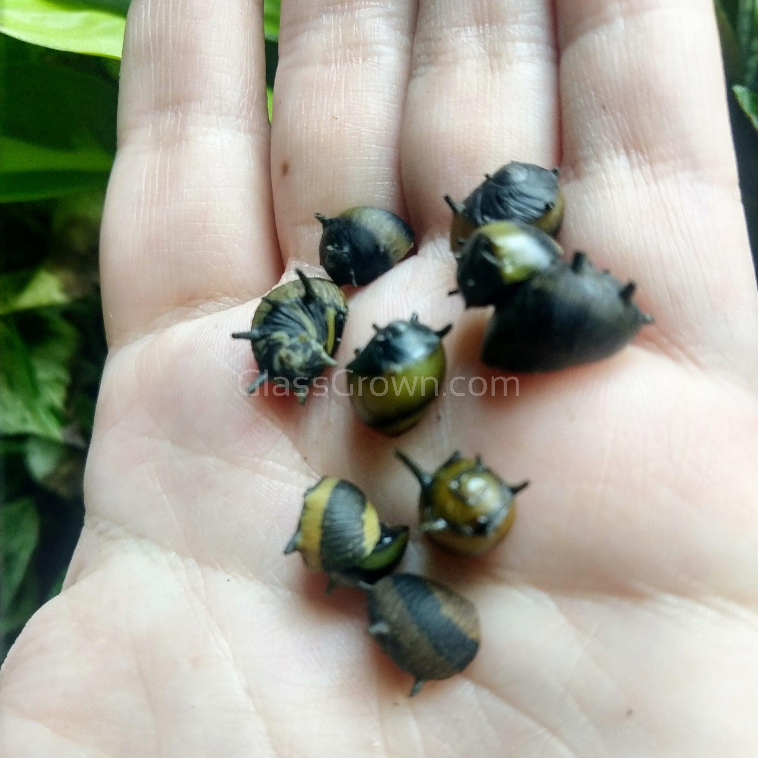 Bumblebee Horned Nerite Snail 3 Pack#N#– Glass Grown Aquatics