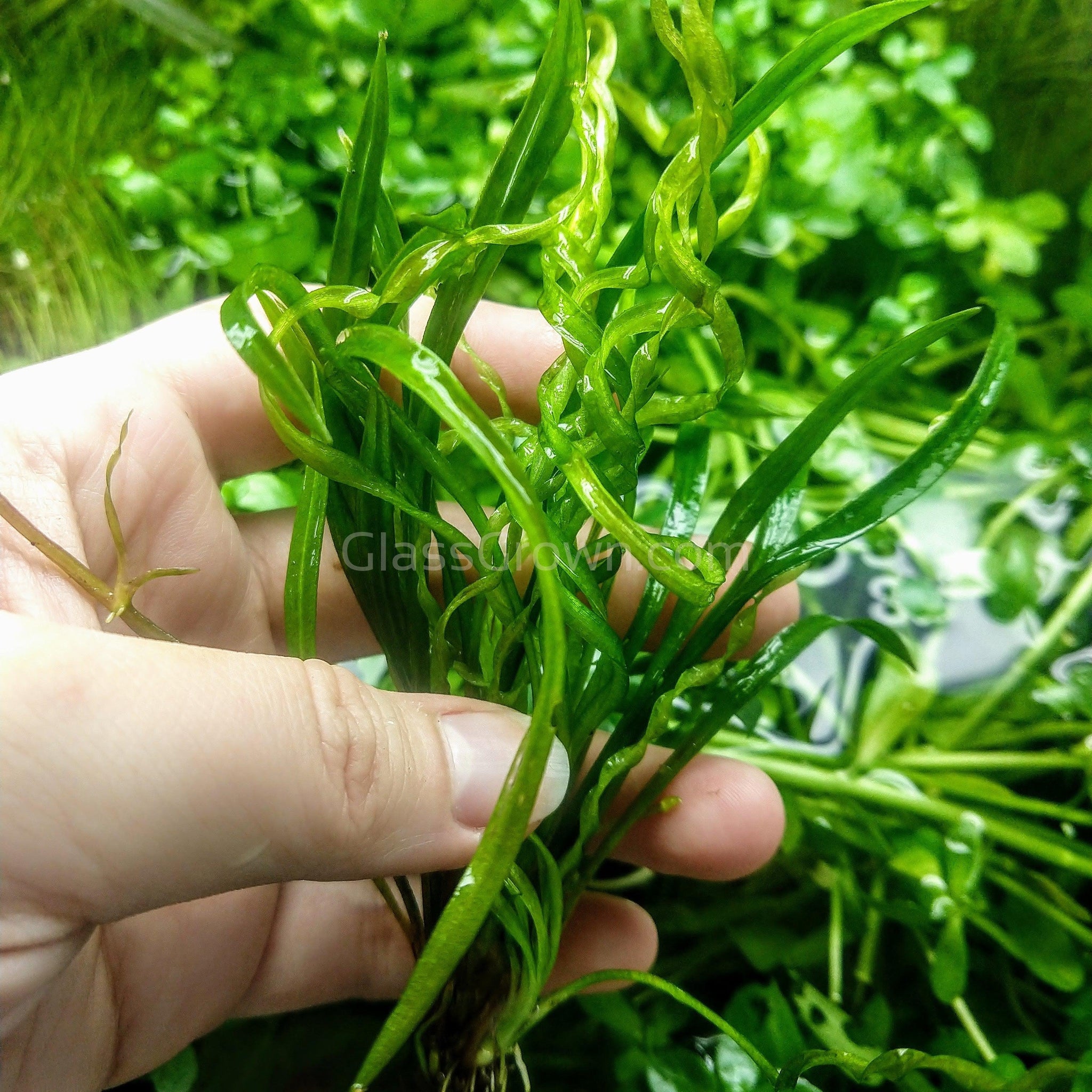 Corkscrew Vesuvius Sword – Glass Grown Aquatics