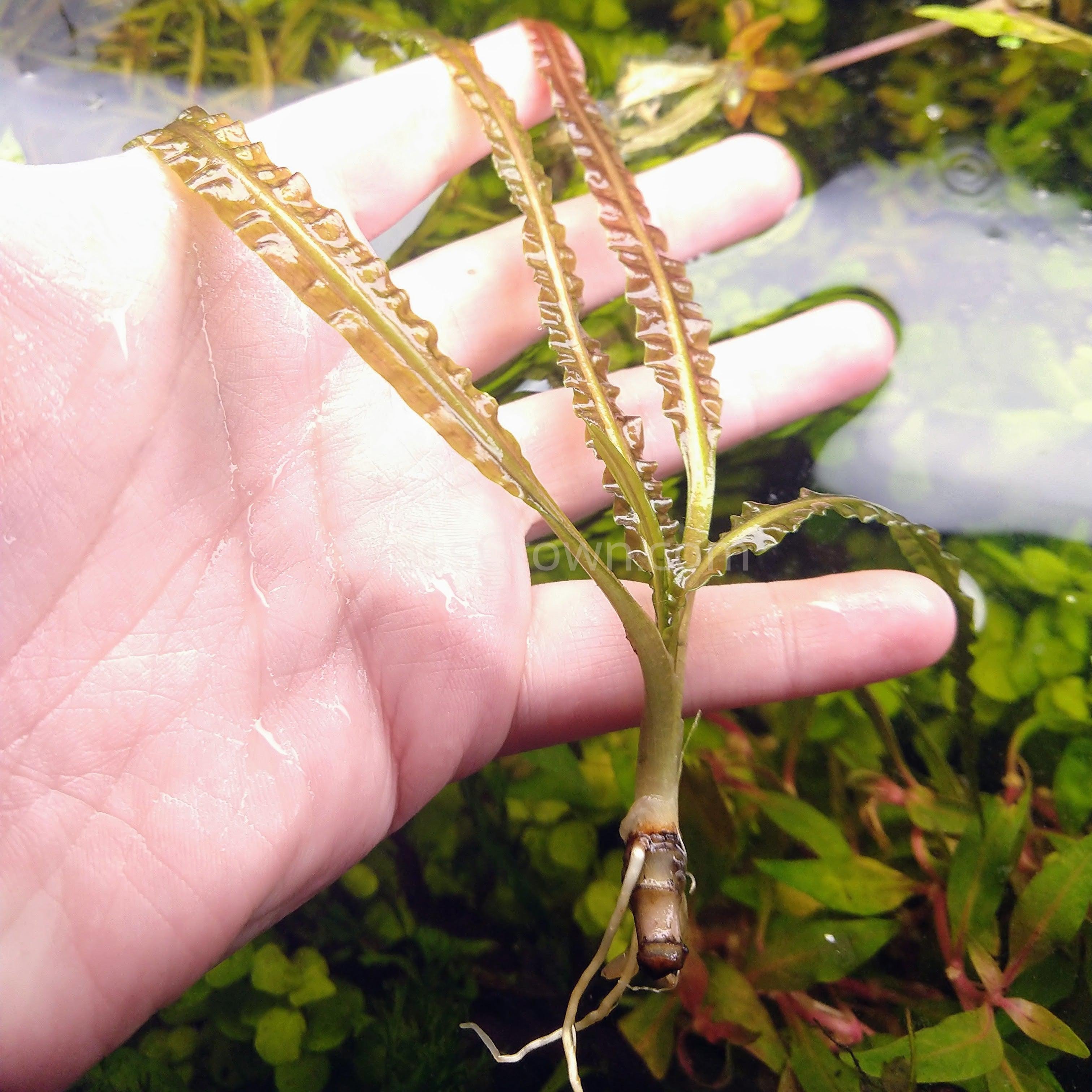 Cryptocoryne Retrospiralis – Glass Grown Aquatics