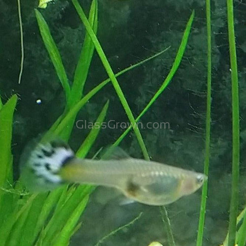 Red Dragon Mosaic Guppies – Glass Grown Aquatics