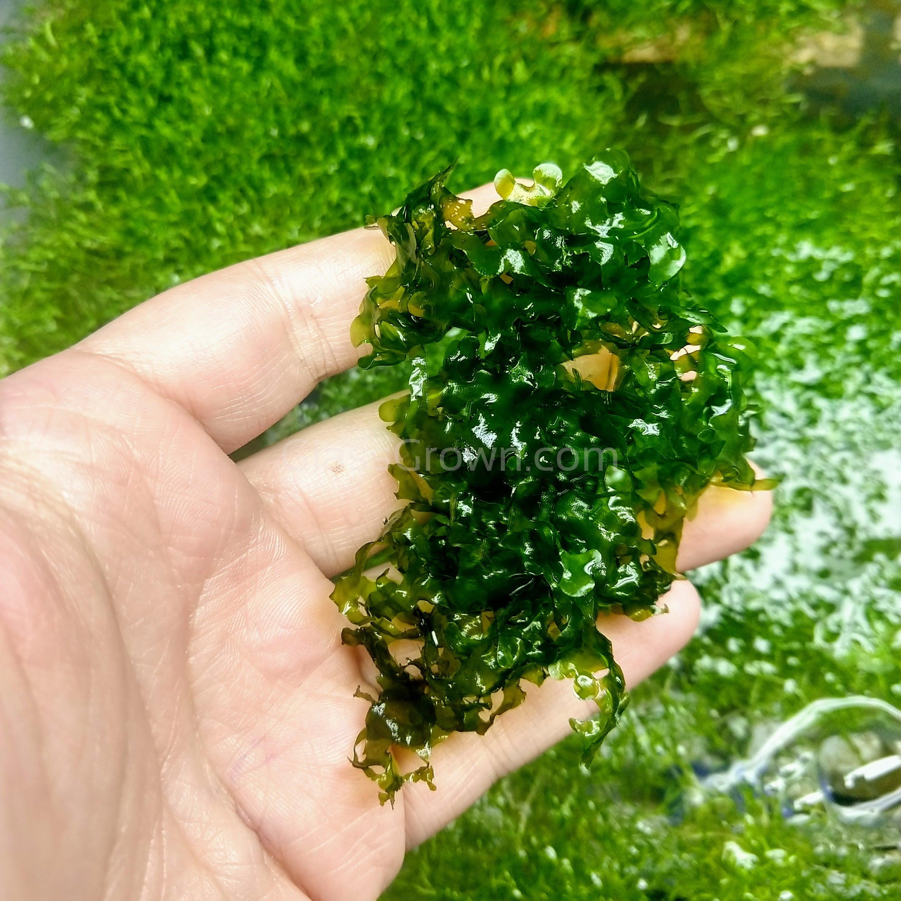 2oz Süsswassertang – Glass Grown Aquatics