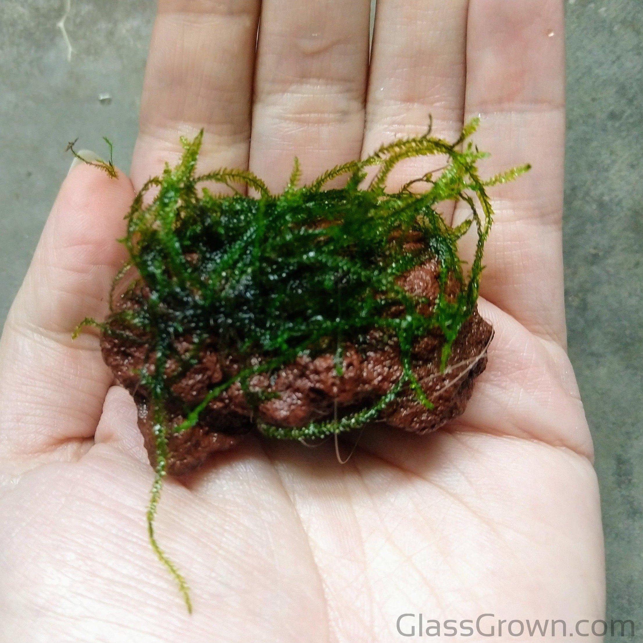 Java on a Lava! Java Moss on a Lava Rock – Glass Grown Aquatics