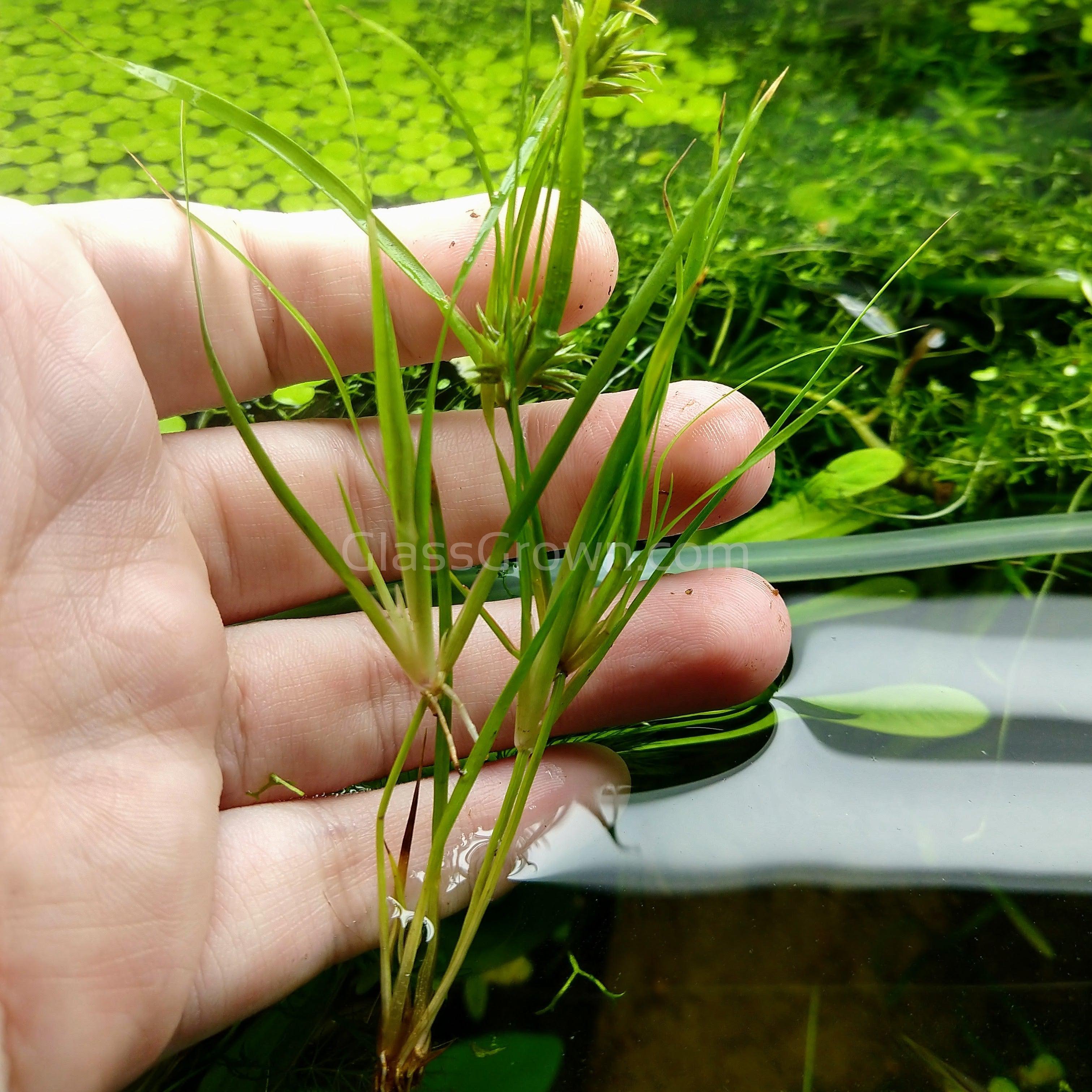 Juncus Repens – Glass Grown Aquatics