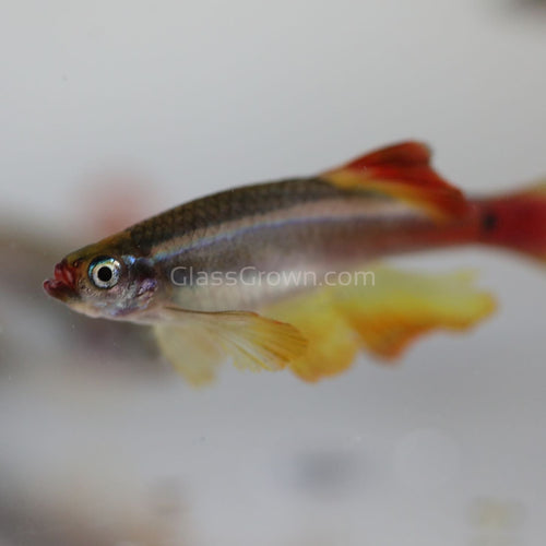 White Clouds – Glass Grown Aquatics