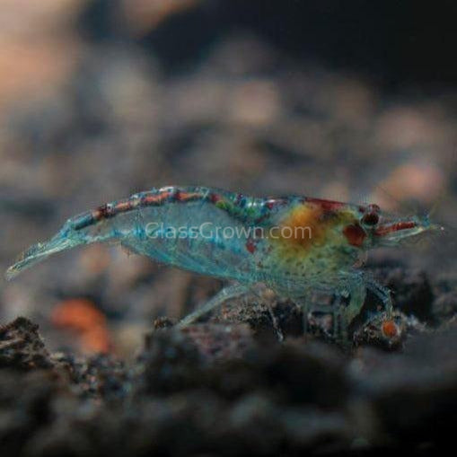 Blue Jelly Dwarf Shrimp 10+ Pack – Glass Grown Aquatics