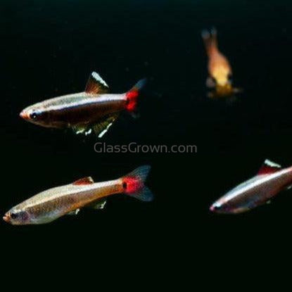 White Clouds – Glass Grown Aquatics